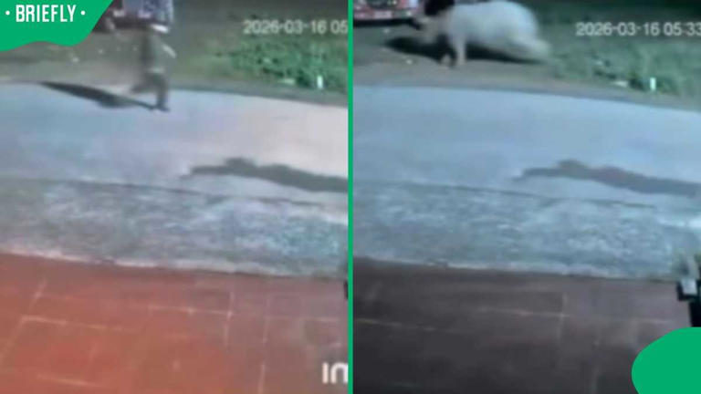 Jogger runs for dear life after rhino chases him in viral TikTok video