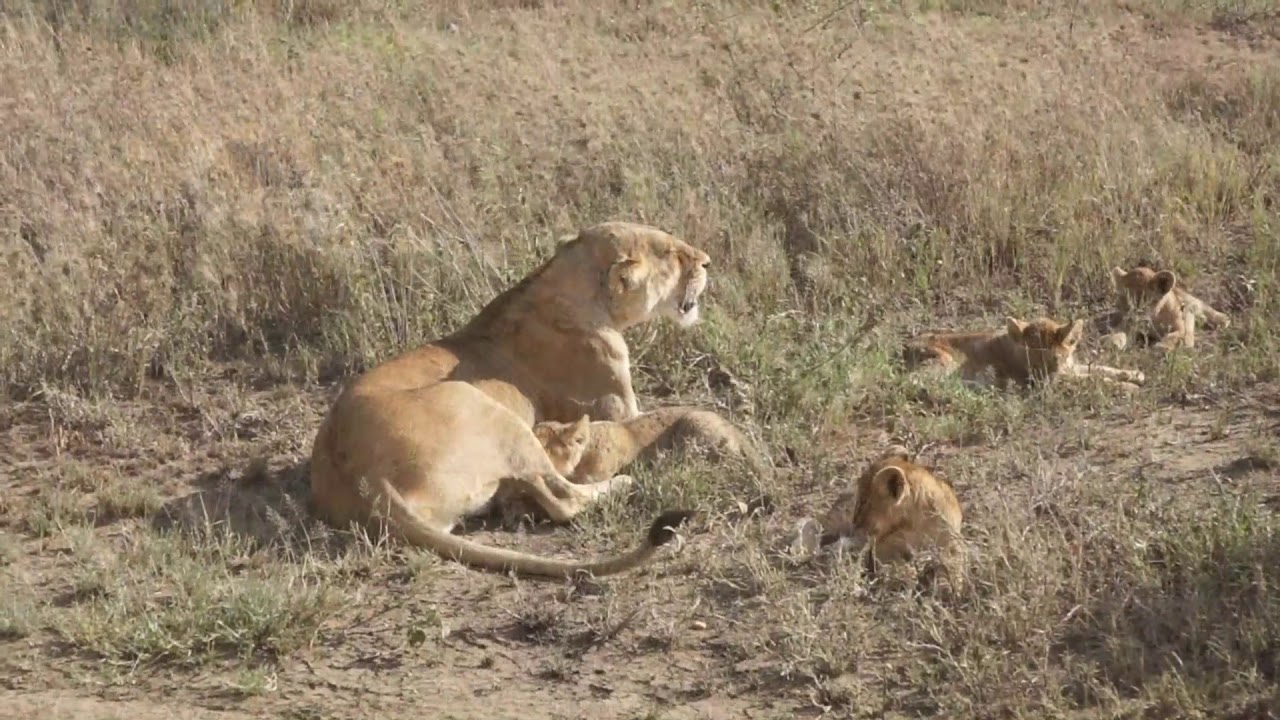 Cute lion cubs & their pride in the Serengeti