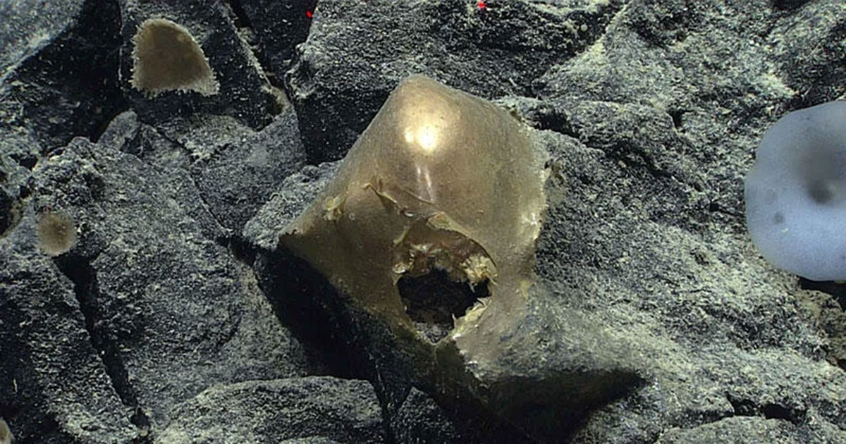 Mysterious 'golden orb' found off the coast of Alaska finally identified