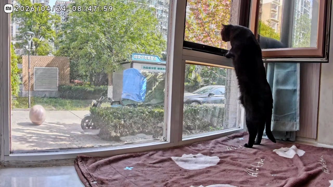Curious cat spots rolling ball from window in China