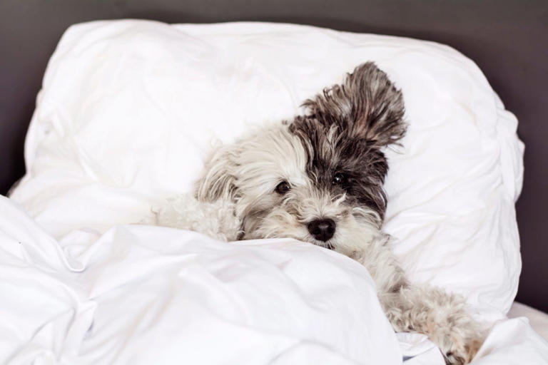 The 9 best dog breeds for small homes — including the '40mph couch potato'