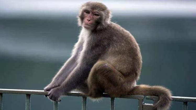 Man vs Wild: Maharashtra starts scheme to catch monkey, offers...