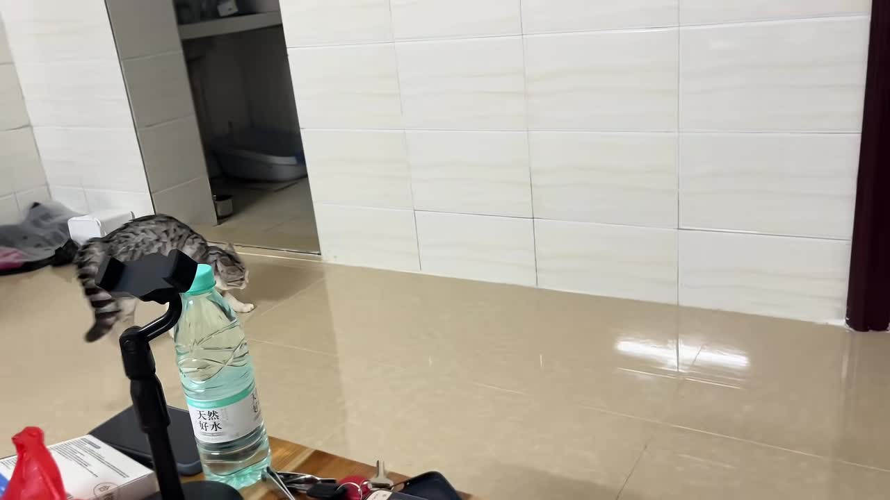 Cat gets distracted by its own tail while approaching kitten in ...