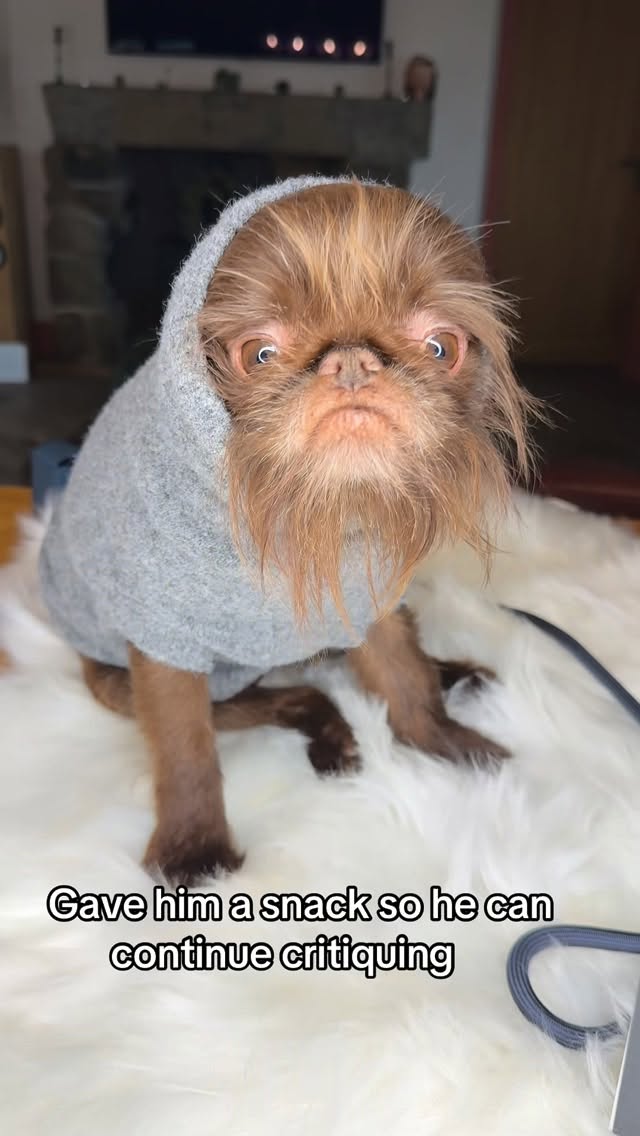 He hates everything but these dog products got his approval