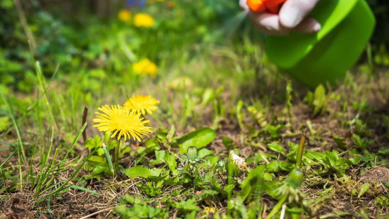 How to stop dandelions taking over your lawn for good