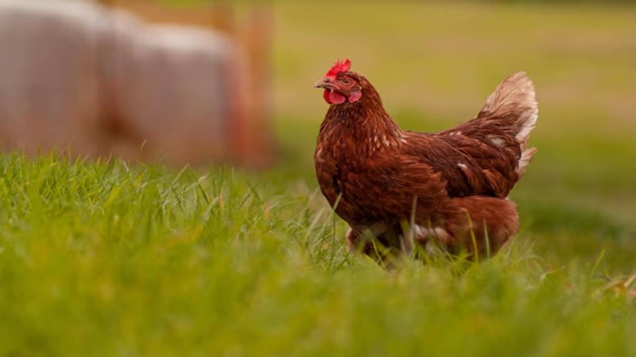 Viral post | Chickens in prams? China’s ‘cheap pet’ trend has the ...