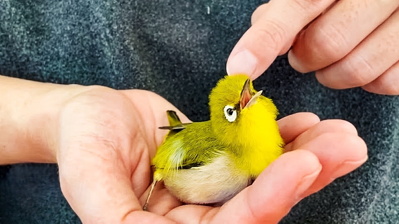 Injured bird couldn’t stand alone - until she gave him his wings back