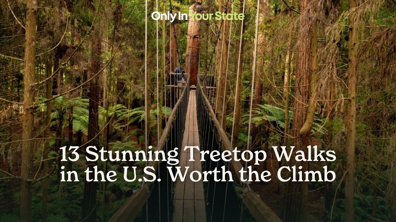 13 stunning treetop walks in the US worth the climb