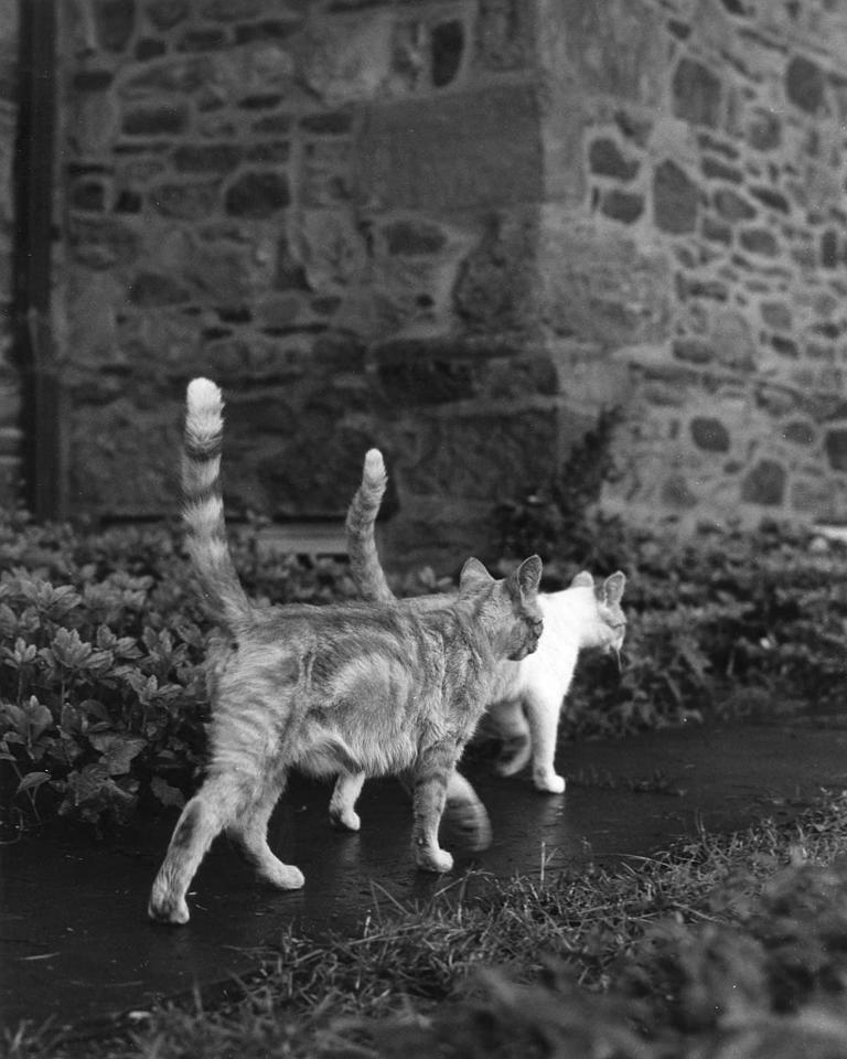 The purr-fect shot: New book celebrates legendary cat photographer ...