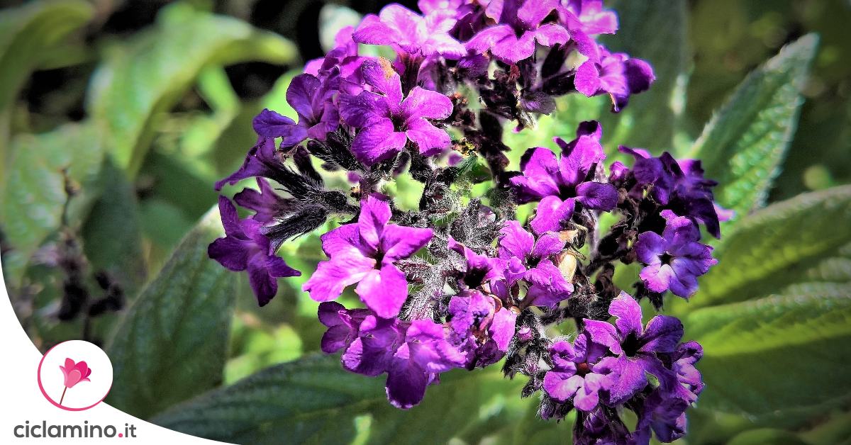 Heliotropium, la pianta che insegue il sole e profuma di torta alle ...