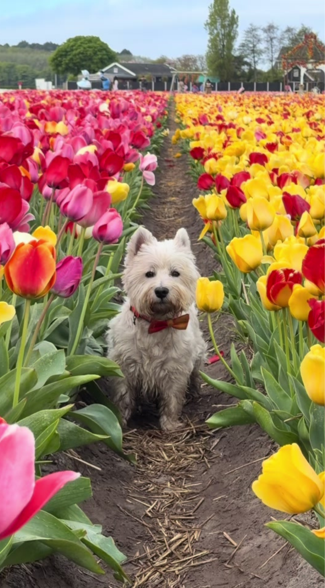 Tulips and dogs' hidden risks every pet owner should know