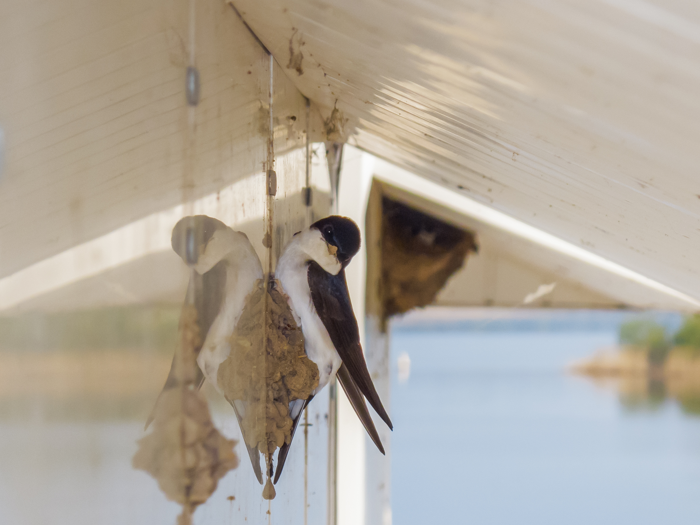 Ειδικές φωλιές για χελιδόνια σε σχολεία και κτίρια του Δήμου Αθηναίων