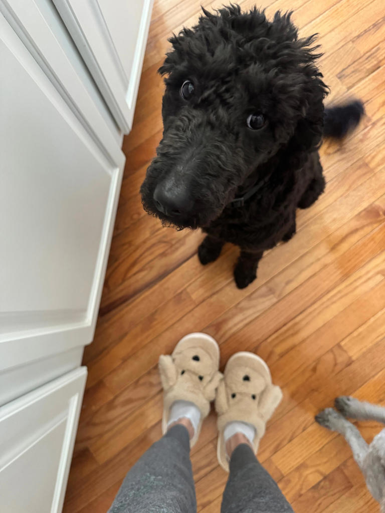 My kids wanted a dog, but I didn't. In the last 18 months, we've ...