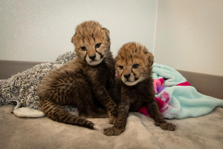 Kibibi, a cheetah who made history, remembered at Columbus Zoo