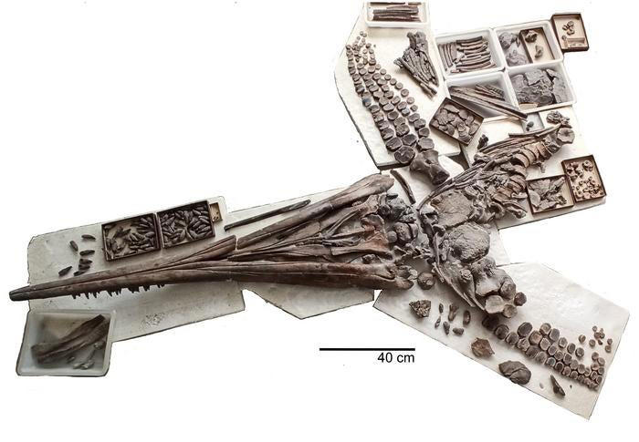 Fossil reveals giant sea monster that survived against extreme odds