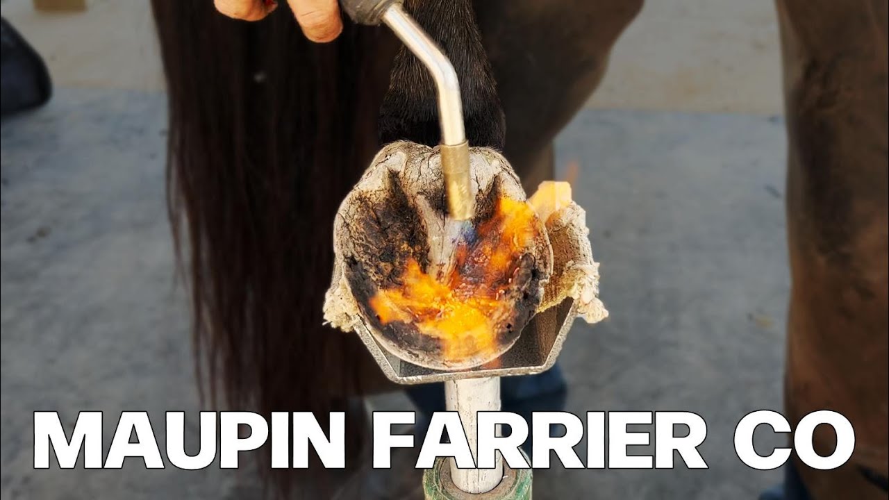 Horse hoof cleaning and restoration farrier ASMR satisfying process