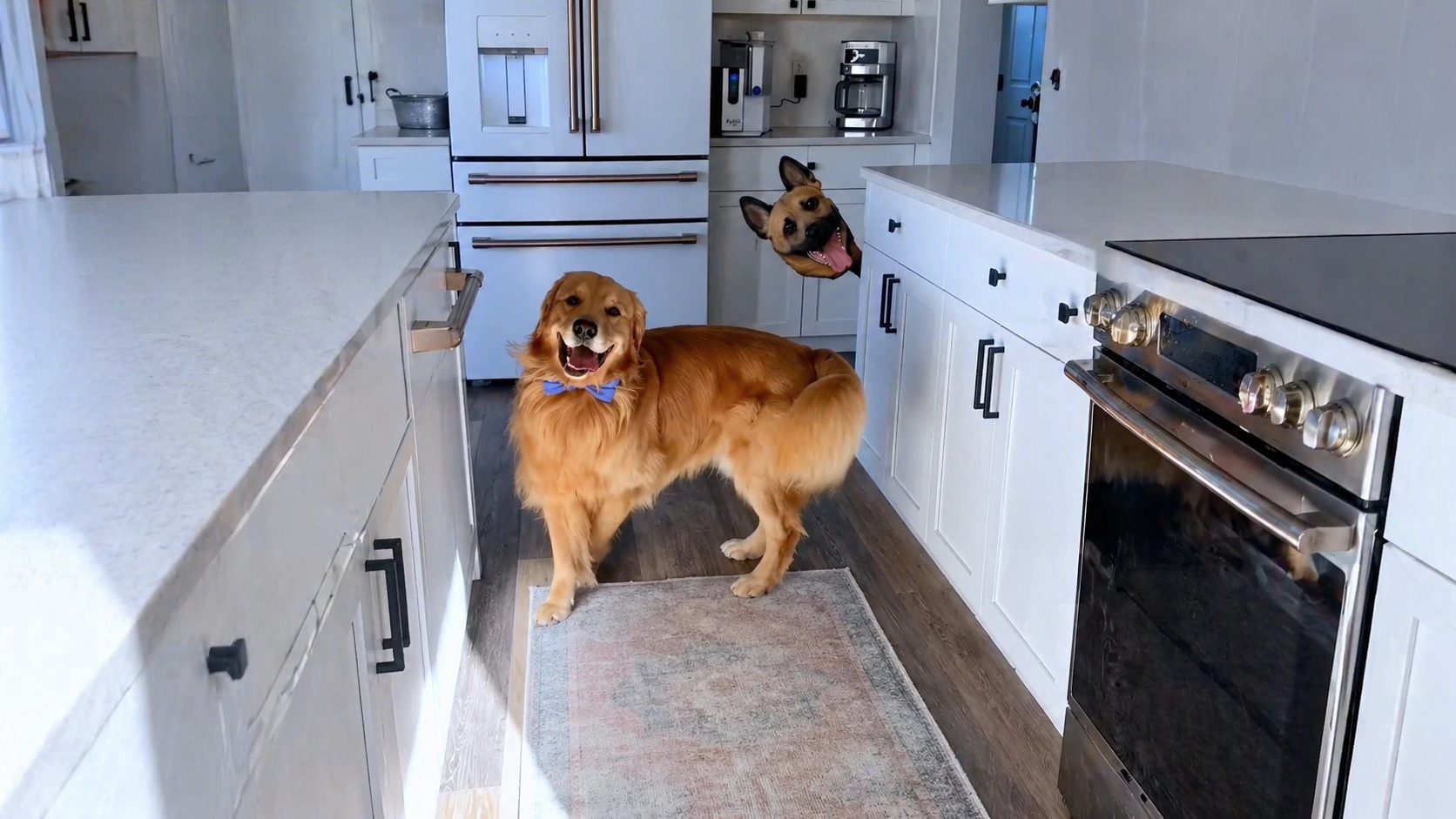 My dog brought a backup head