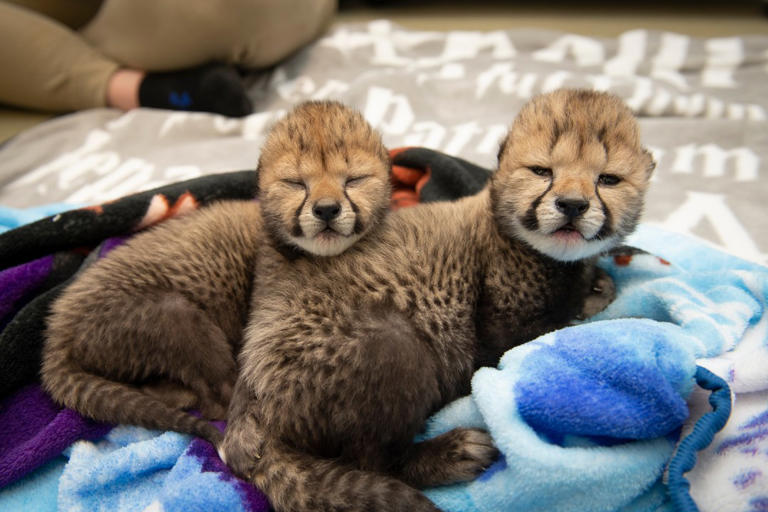 Kibibi, a cheetah who made history, remembered at Columbus Zoo