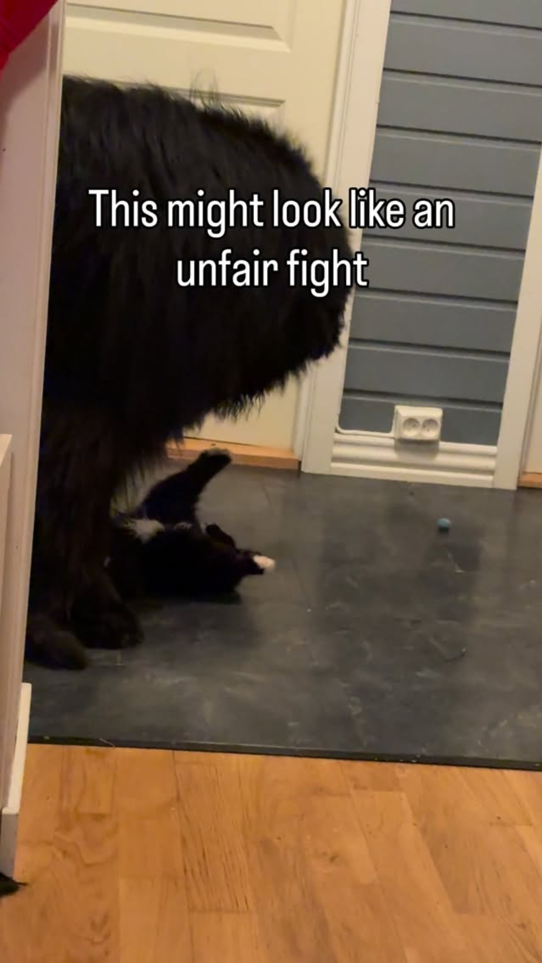 Unfair fight or not, watch this funny dog encounter