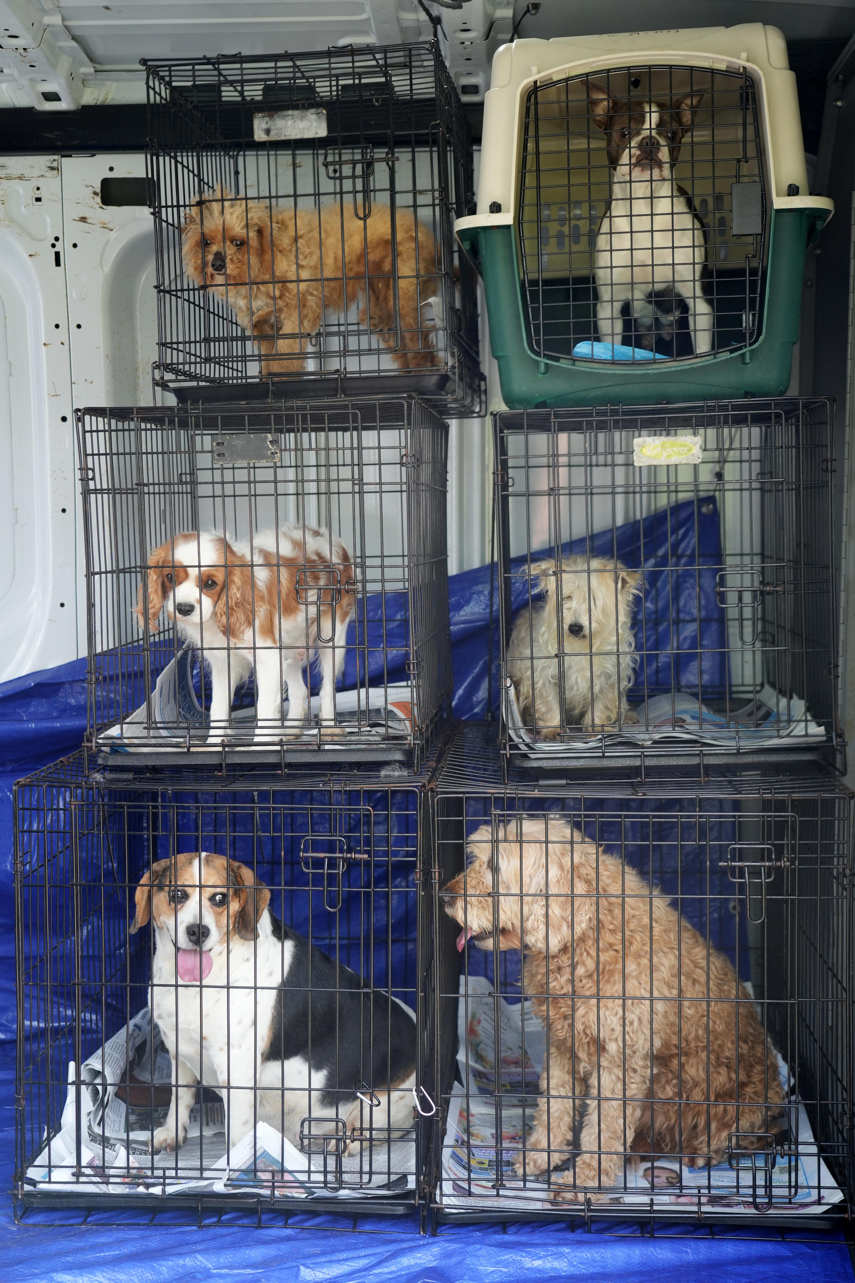 Dead dogs, unsafe conditions cited in Horrible Hundred puppy mills report
