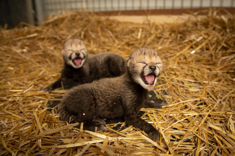 Kibibi, a cheetah who made history, remembered at Columbus Zoo