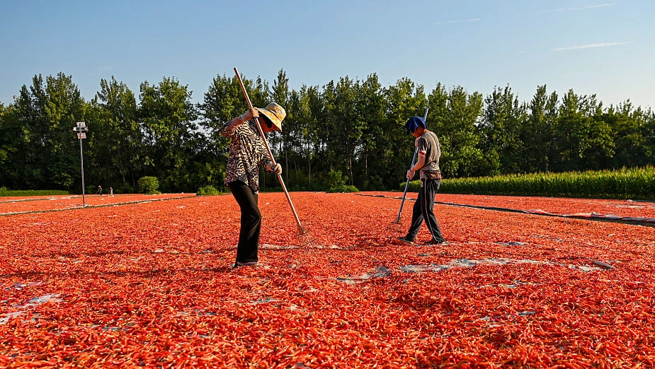 Studies link chile peppers to lower heart disease risk