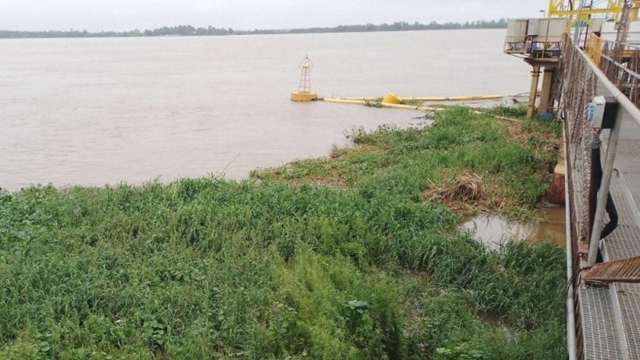 Invasión de camalotes en el Paraná: cómo afecta la pesca y qué riesgos ...