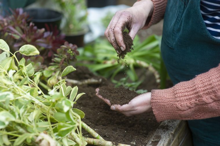 Why it’s a mistake to replace dead plants immediately