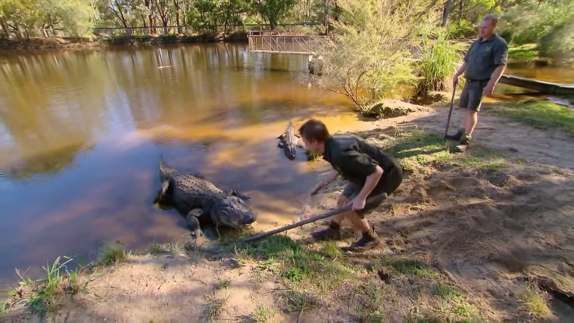 One wrong move and this gator would kill instantly