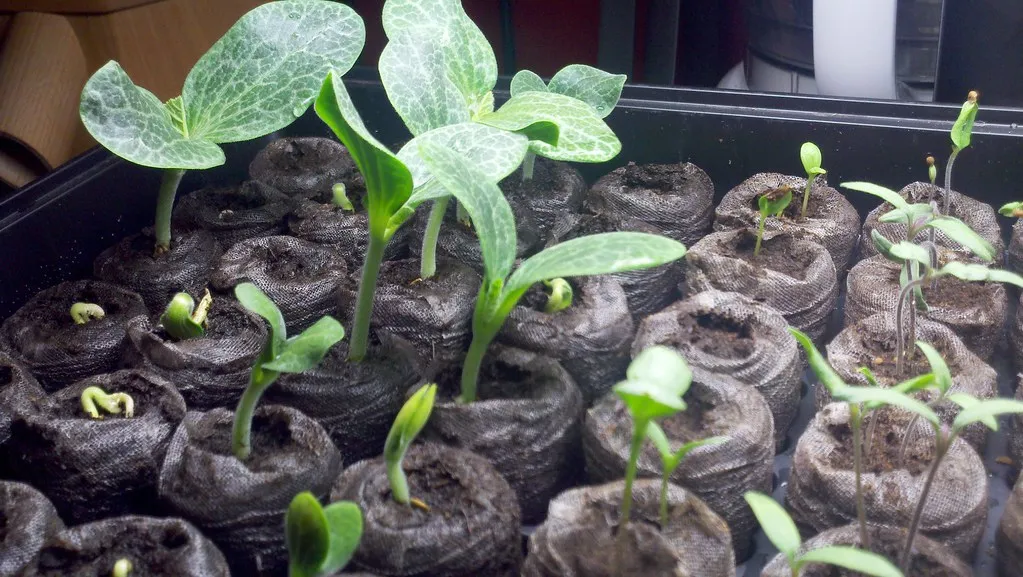 The beginner's guide to sprouting beans and seeds at home