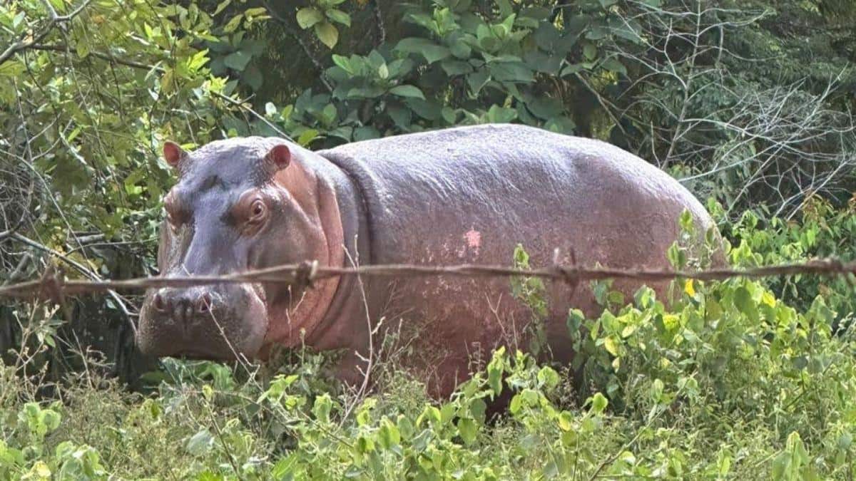 Anant Ambani urges Colombia to halt hippo cull, offers Vantara as ...