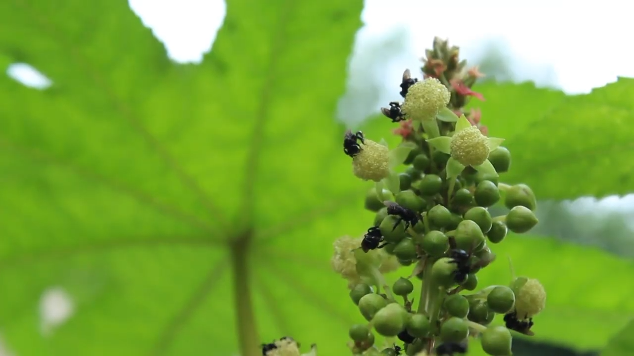 This plant can kill you in 5 minutes - one mistake is enough