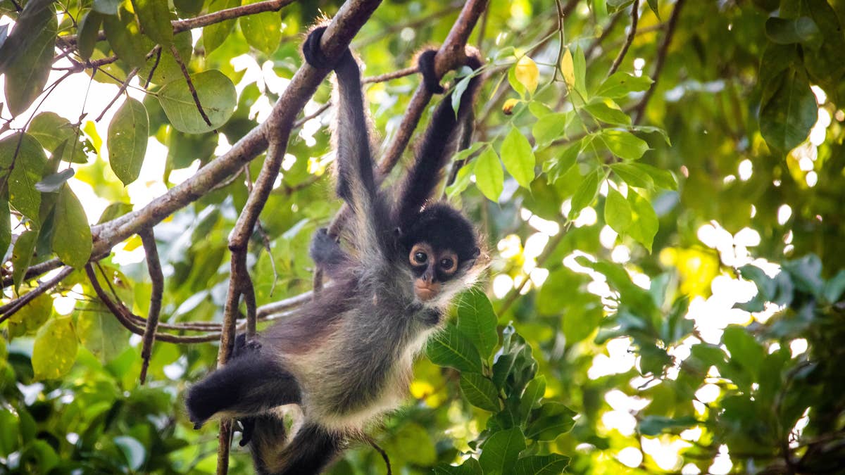 Three baby spider monkeys are growing strong at zoo