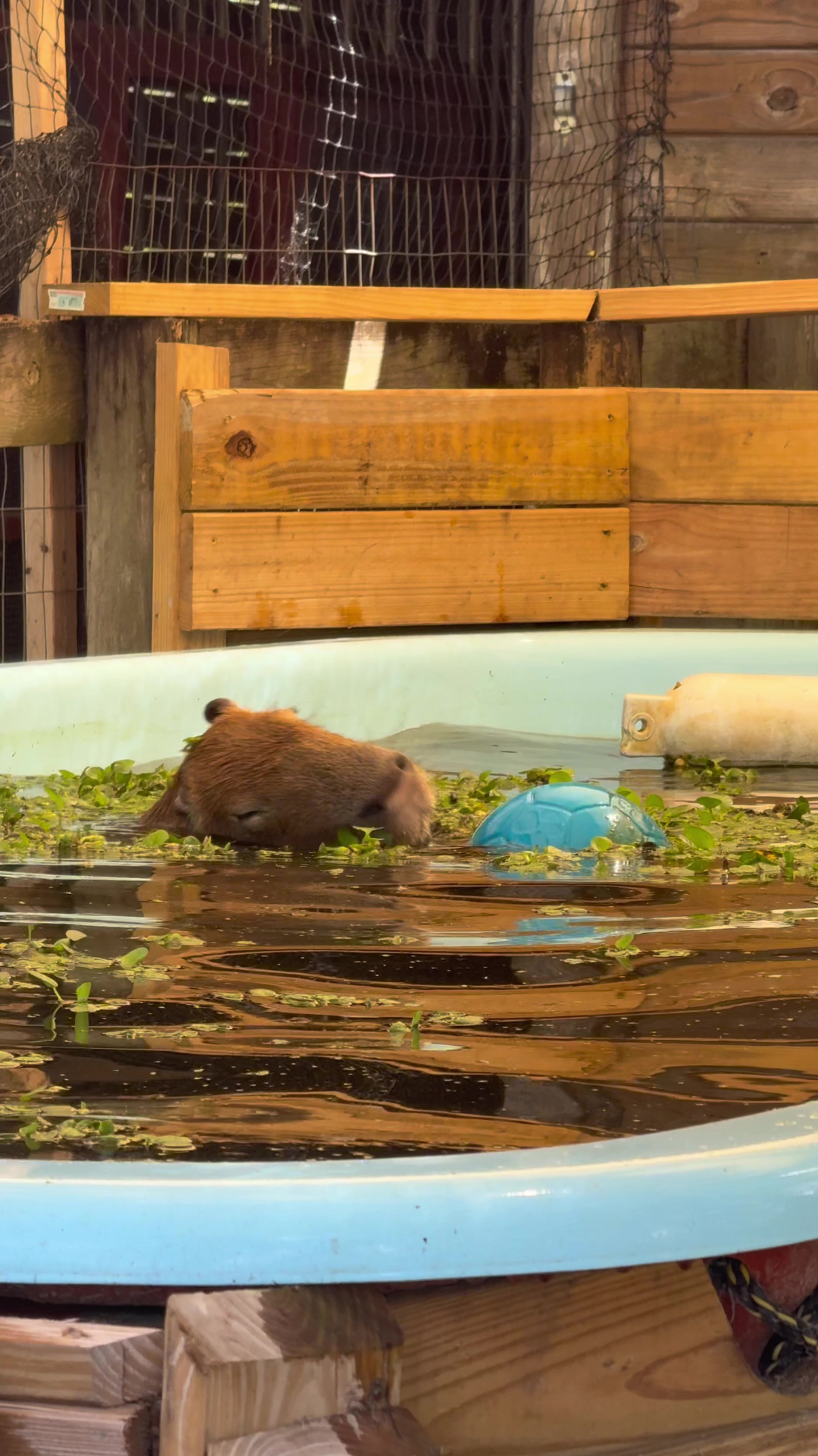 Fun facts about capybaras and their love for water