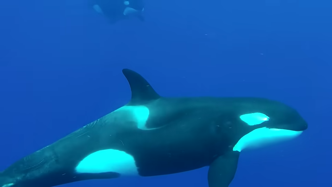 Watch 6-ton orcas strike large prey in seconds - "Perfect kill"