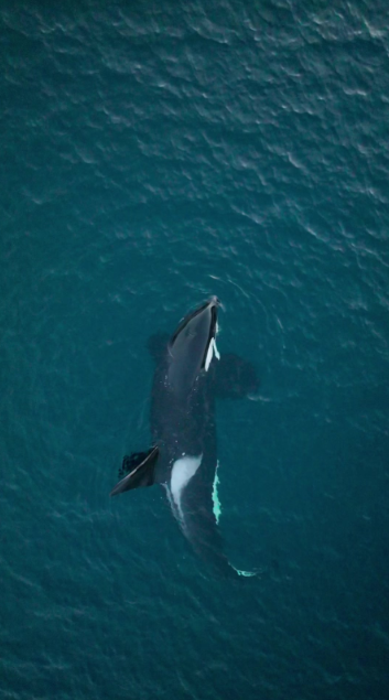 These orcas in Norway show nature at its most powerful
