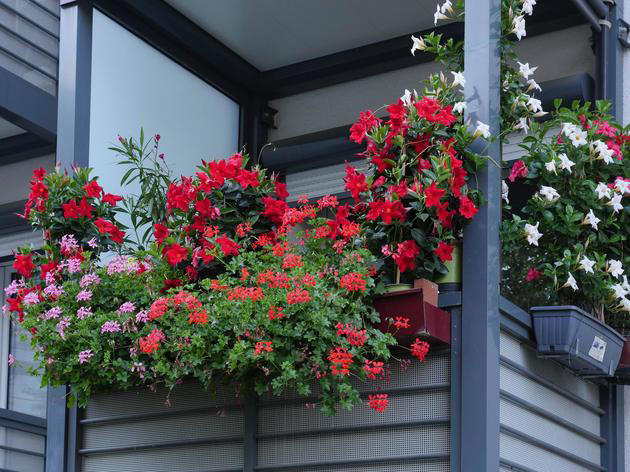 Garten und Balkon bepflanzen – 7,5 Millionen NRW-Mieter müssen jetzt ...