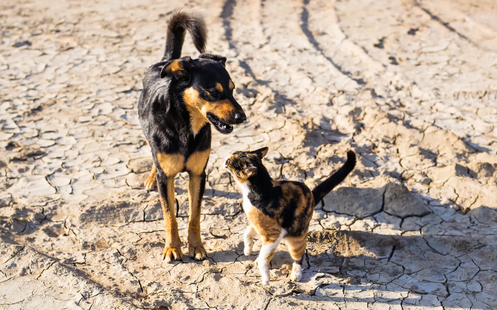 EU parliament adopts new rules to protect cats, dogs