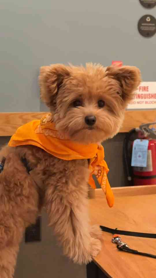 This sweet puppy moment is worth watching
