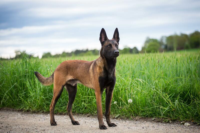 Garda bitten on the face by 'vicious' Belgian Malinois while searching ...