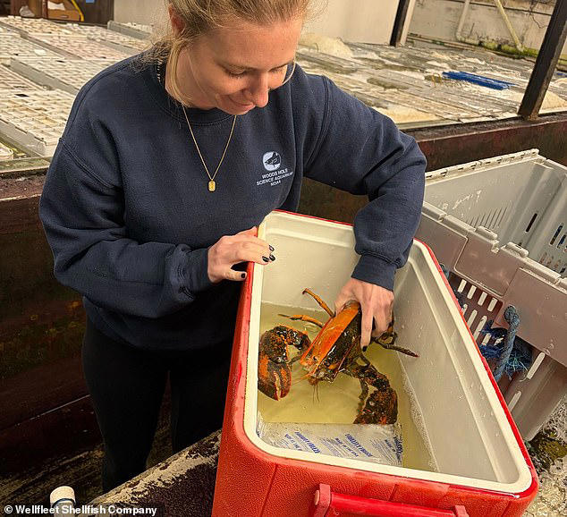 Claw-some! Fisherman discovers one-in-50-million split-coloured lobster