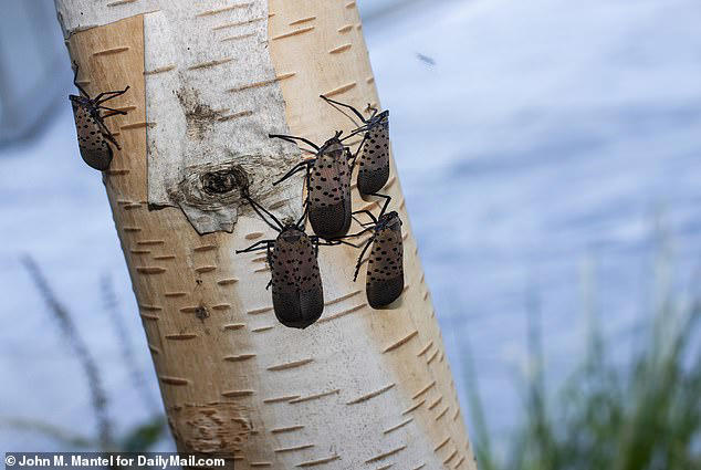Plague of spotted lanternflies set to invade parts of the US by the ...