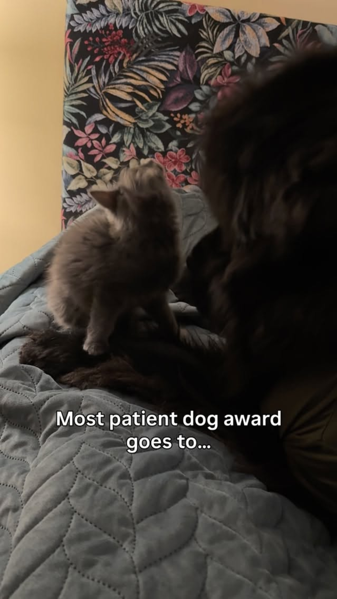 Inside dog behavior the true meaning of patience