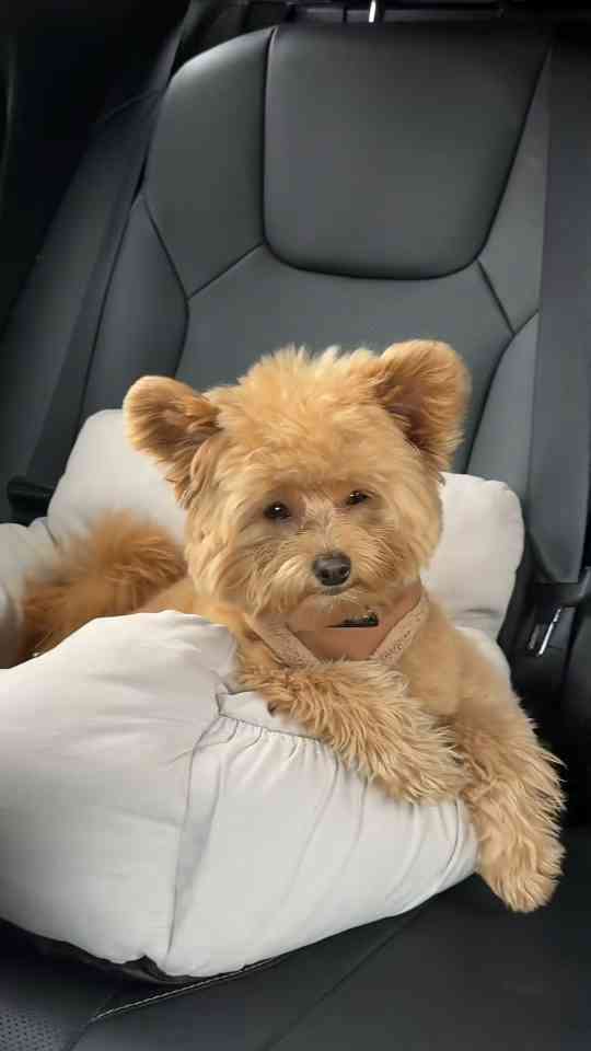 This puppy is too cute to be real