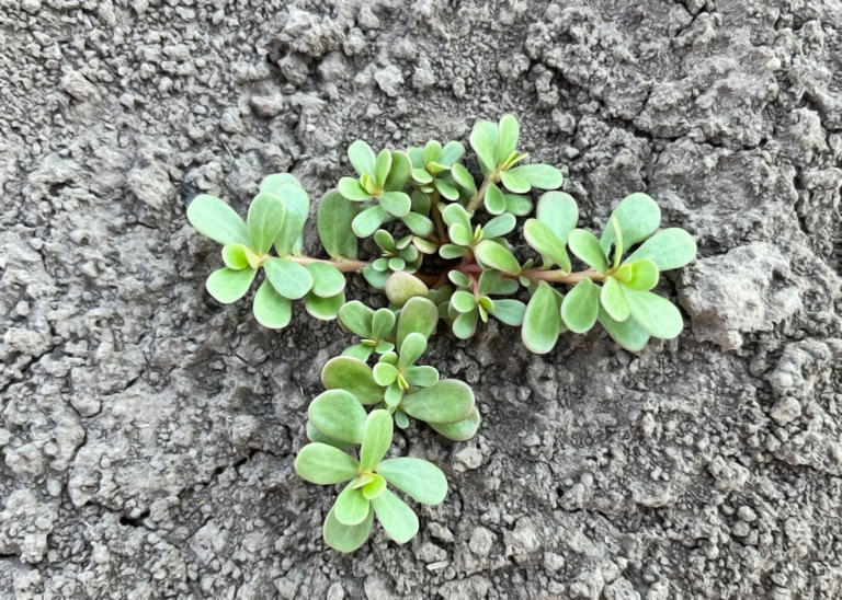 Quase todos arrancam essa planta achando que é mato, mas ela é um ...
