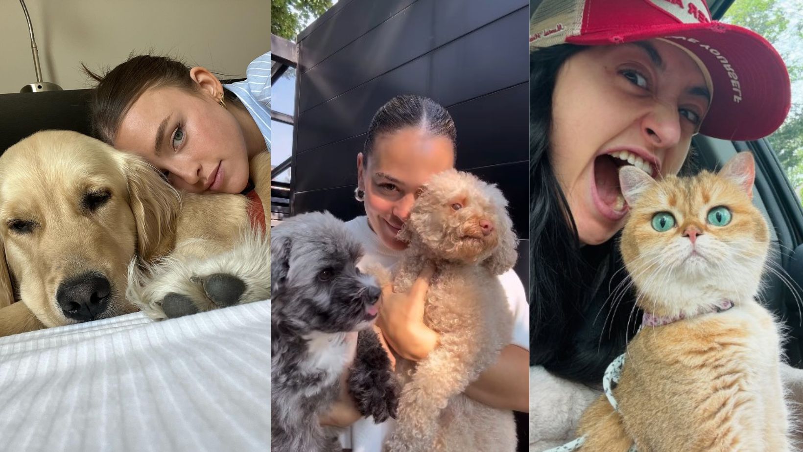 Les animaux de compagnie de ces 14 personnalités québécoises
