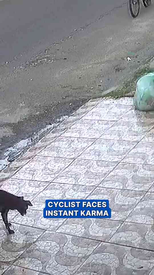 Cyclist’s encounter with dog leads to sudden mishap