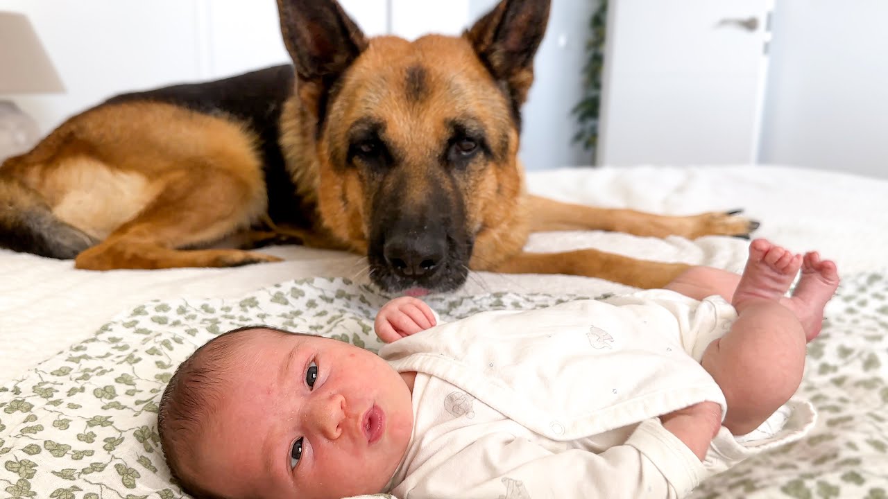 German shepherd reacts to a newborn baby