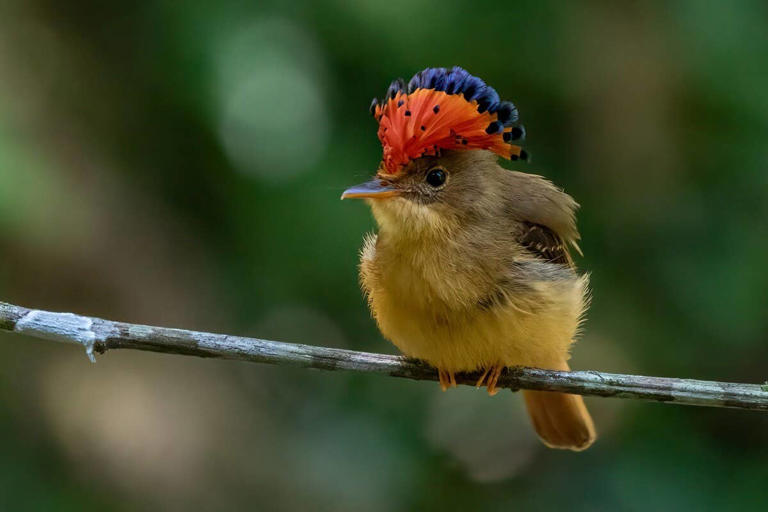 This rare Atlantic royal flycatcher showcases their stunning feather ...