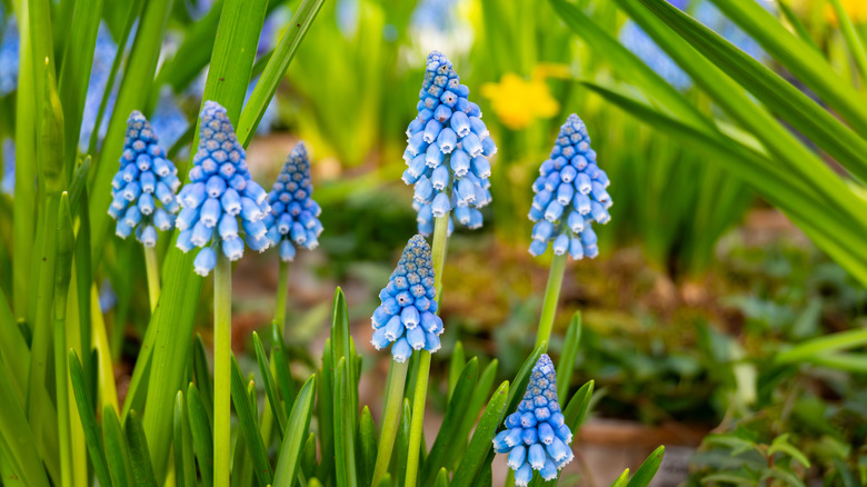 Blue is a beautiful color to have in the garden. Here's how to do it right